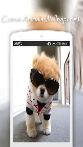 Cutest Animals Wallpapers online game with UptoPlay