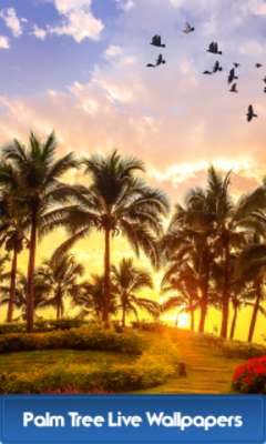 Palm Tree Live Wallpapers online game with UptoPlay