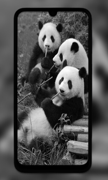 Panda Live Wallpapers online game with UptoPlay