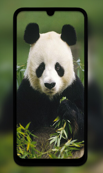 Panda Live Wallpapers online game with UptoPlay