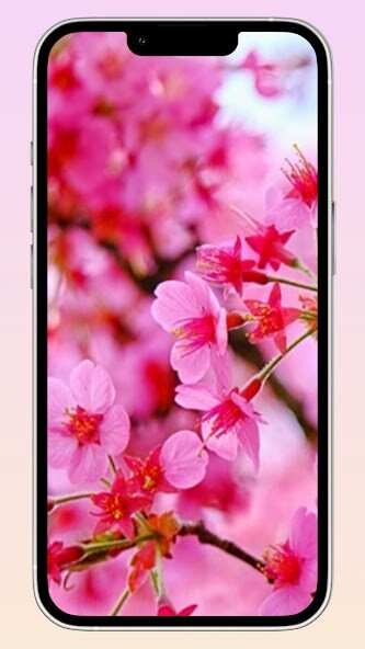 Sakura Wallpaper online game with UptoPlay