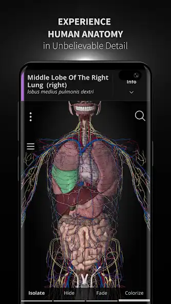 Anatomyka - 3D Anatomy Atlas online game with UptoPlay