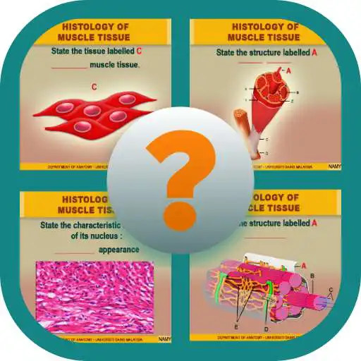 Anatomy Online Quiz: Histology Of Muscle Tissue online game with UptoPlay