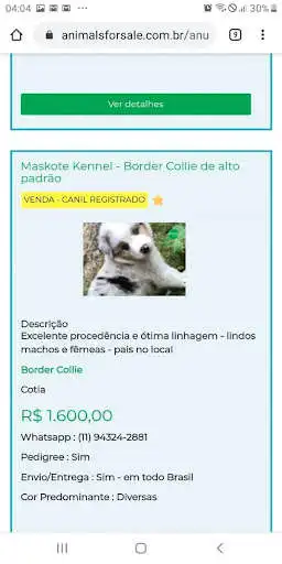 Animals for Sale - Brasil online game with UptoPlay