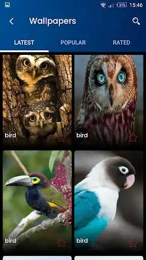 Игра «Животные обои HD» онлайн с UptoPlay