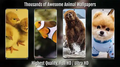Animal Wallpapers Full HD / 4K online game with UptoPlay