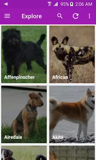 Breeds Of Dogs online game with UptoPlay