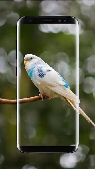 Budgie Bird Wallpaper online game with UptoPlay