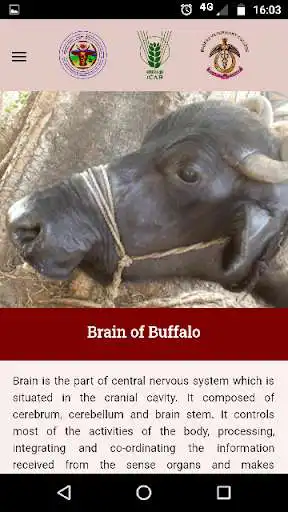 Buffalo Brain online game with UptoPlay