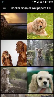Cocker Spaniel Wallpapers HD online game with UptoPlay