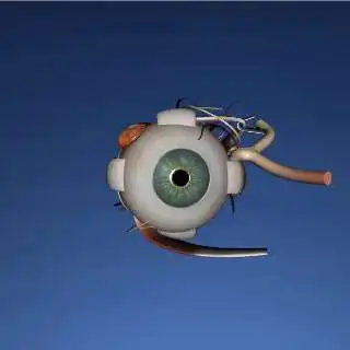 EON 3D Human Eye online game with UptoPlay