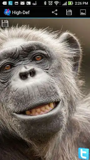 Flipper HD Wallpapers online game with UptoPlay