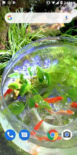 Goldfish Video Live Wallpaper online game with UptoPlay