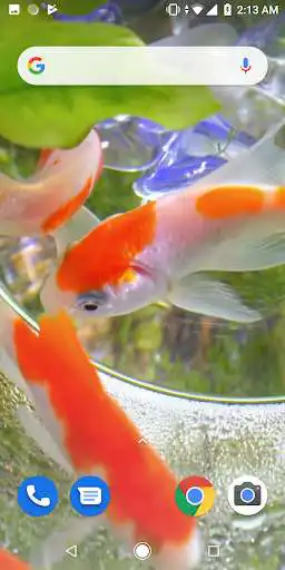 Goldfish Video Live Wallpaper online game with UptoPlay