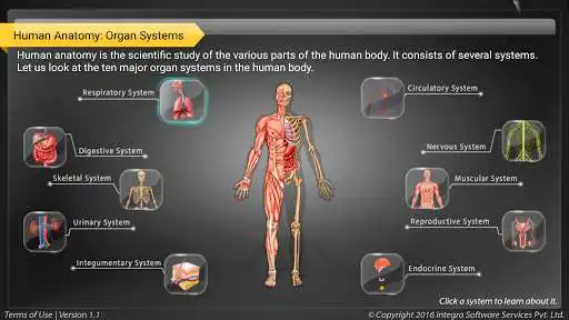 HumanAnatomy-RespiratorySystem online game with UptoPlay