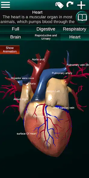 Internal Organs in 3D Anatomy online game with UptoPlay
