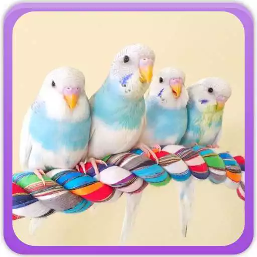 love birds wallpapers online game with UptoPlay