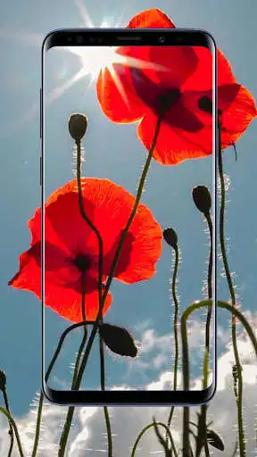 Poppies Flower Wallpapers online game with UptoPlay