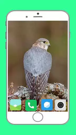 Predator Birds Full HD Wallpaper online game with UptoPlay