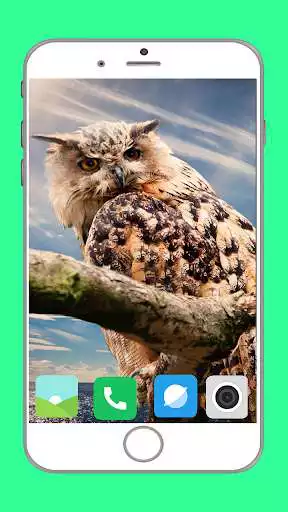 Predator Birds Full HD Wallpaper online game with UptoPlay