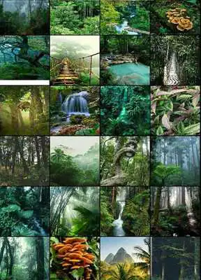 Rainforest Wallpapers online game with UptoPlay
