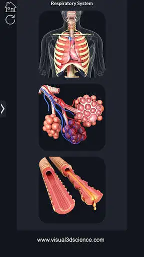 Respiratory System Anatomy Pro. online game with UptoPlay