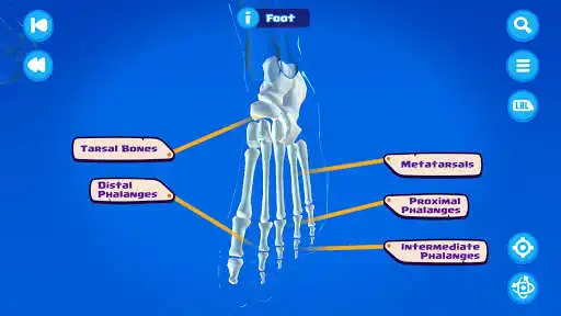 U.S. Army STARS Anatomy - Fun with Anatomy online game with UptoPlay