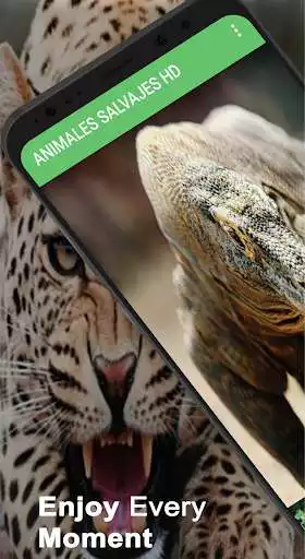 Wild Animals 3D Wallpapers HD online game with UptoPlay