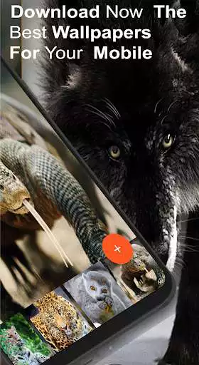 Wild Animals 3D Wallpapers HD online game with UptoPlay