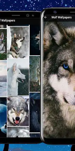 Wolf Wallpapers 4K HD online game with UptoPlay